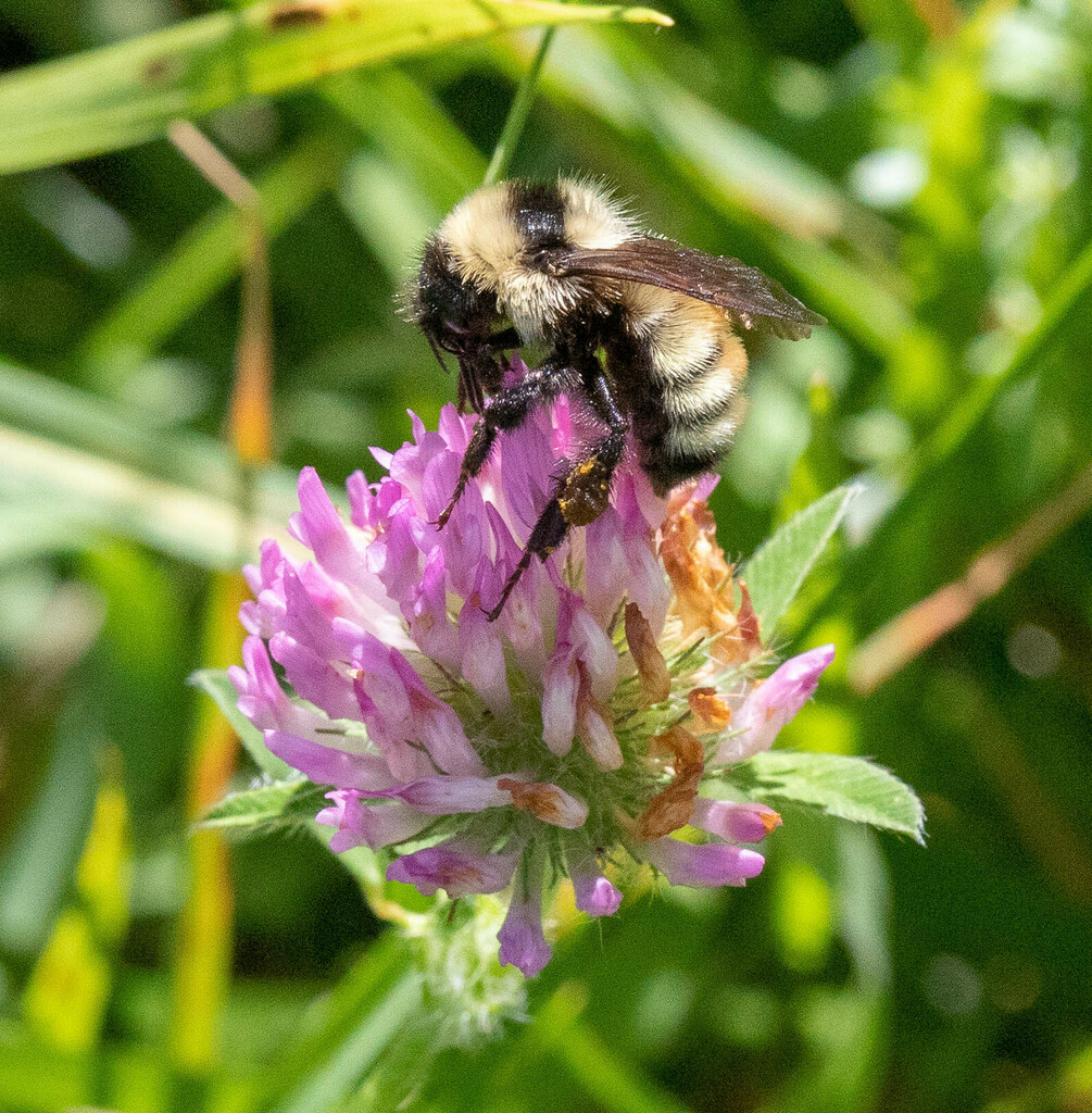 Golden Northern Bumble Bee from North Pawlet, VT on September 03, 2022 ...