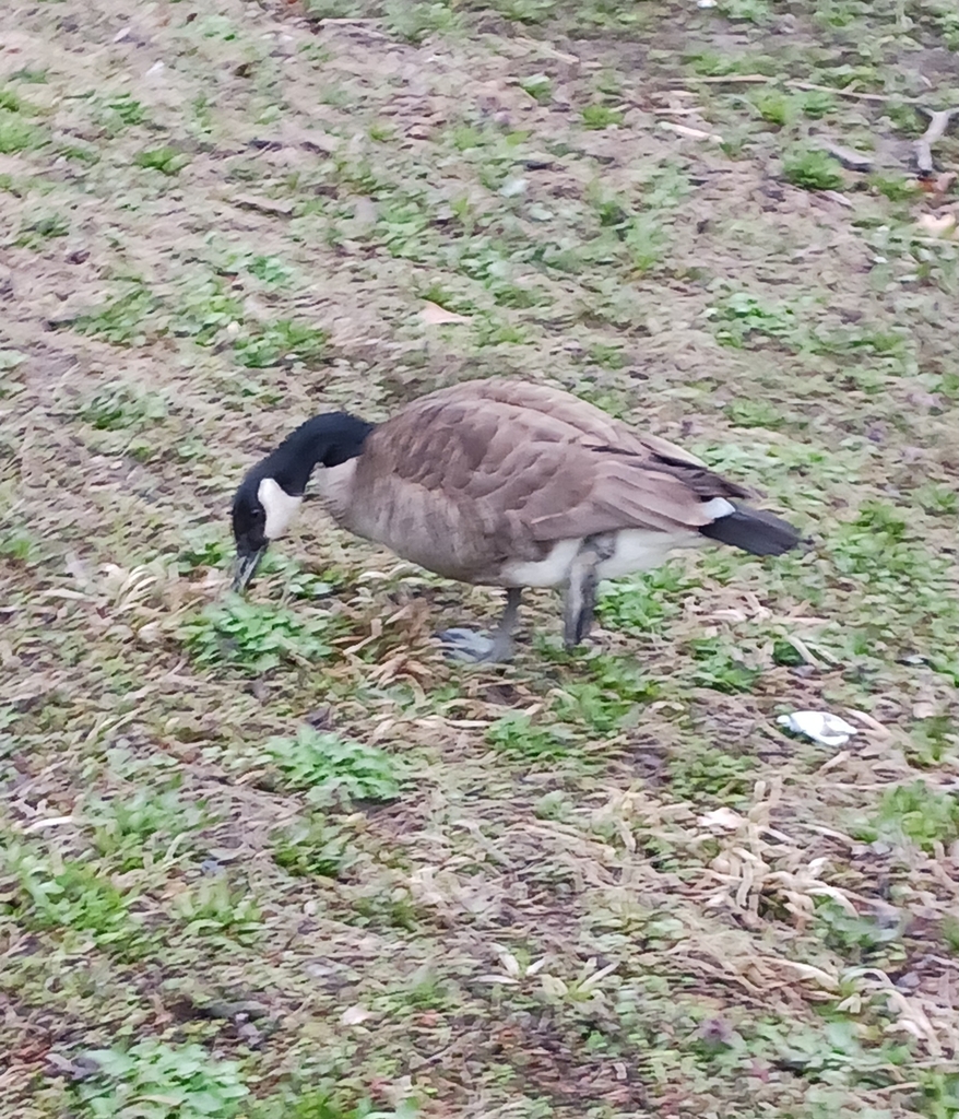 Canada Goose from West Indianapolis, Indianapolis, IN, États-Unis on ...