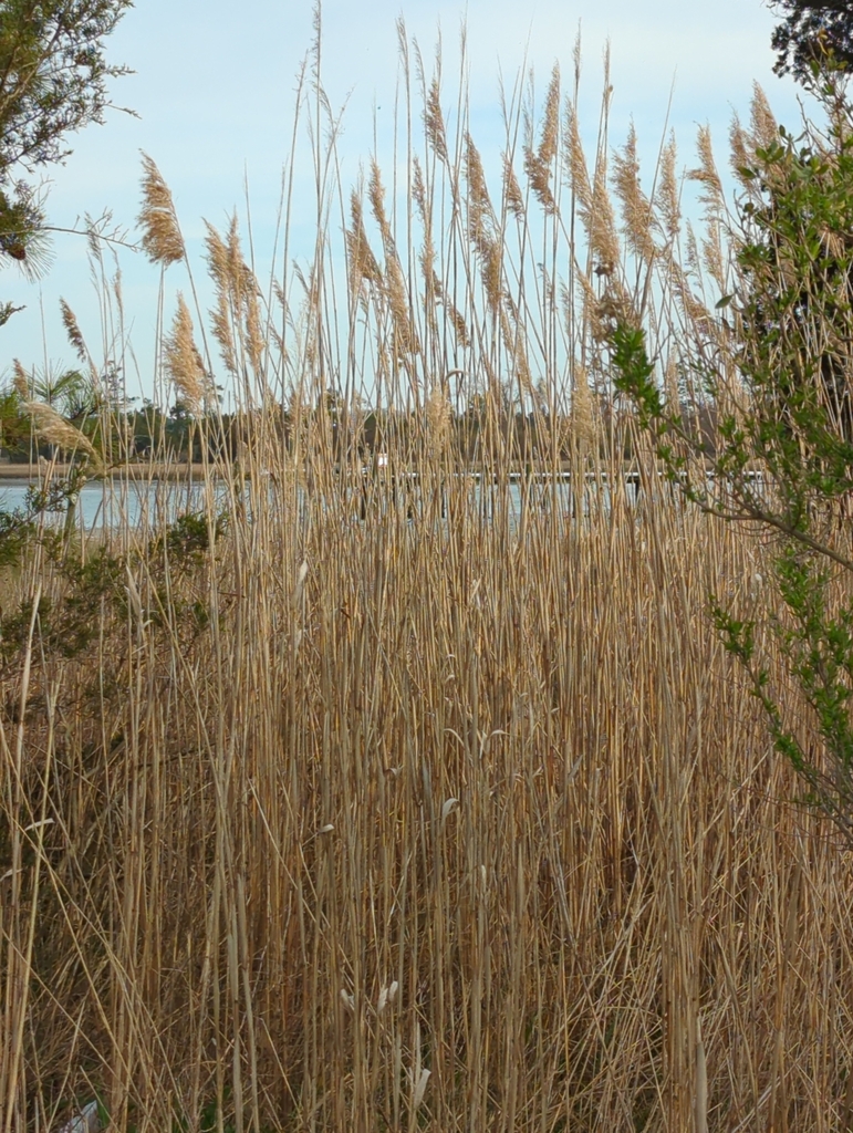 European reed from Willis Wharf on March 23, 2023 at 05:20 PM by justa ...