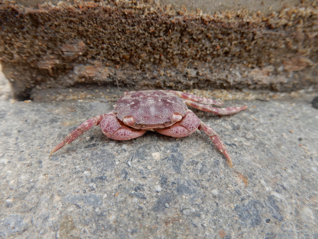 Asian Shore Crab from Lienkiang (Matsu Islands), Fujian, Taiwan on ...