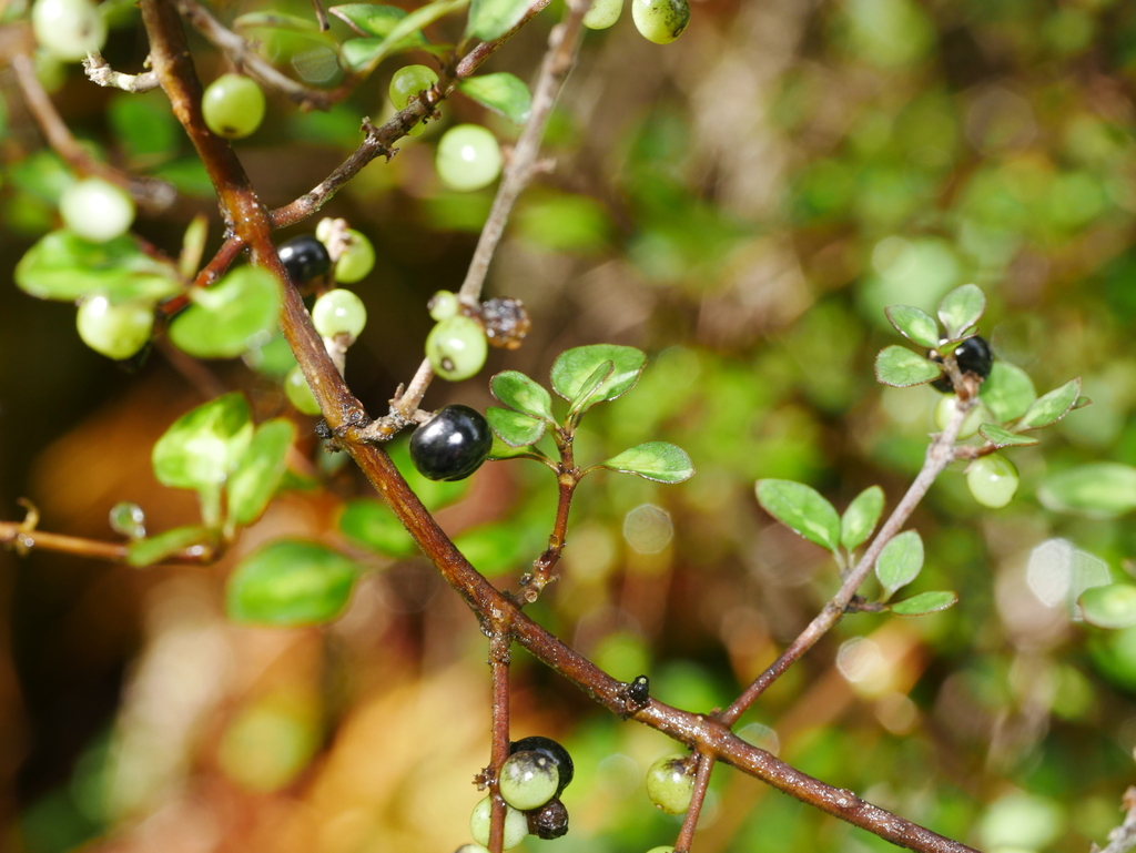 Hukihuki from Waikanae on March 17, 2023 at 03:49 PM by mattward. Rare ...