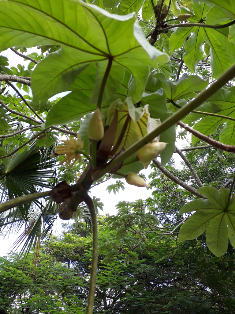 trumpet tree from Conkal, Yuc., México on September 26, 2018 at 11:28 ...