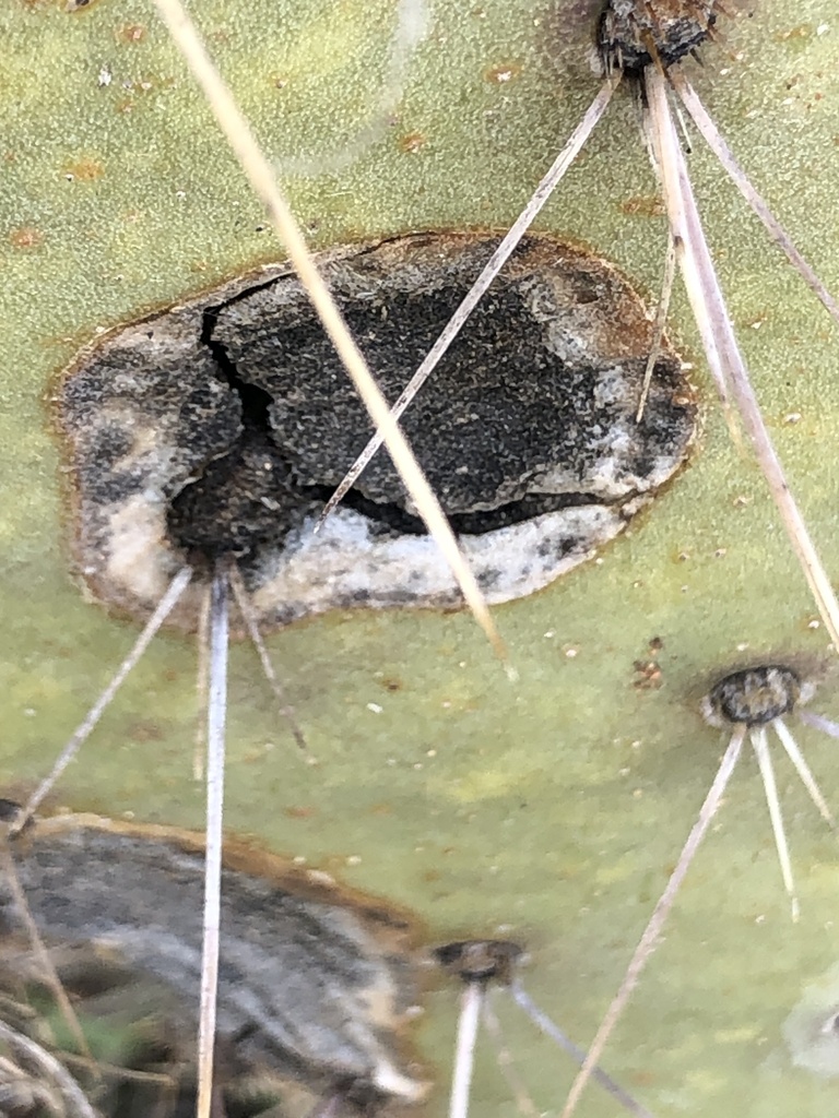 Phyllosticta concava from Prescott National Forest, Camp Verde, AZ, US ...