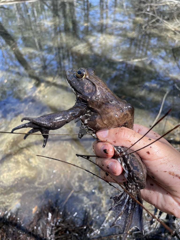 American Bullfrog from Potlicker Rd, Columbia, NC, US on March 23, 2023 ...
