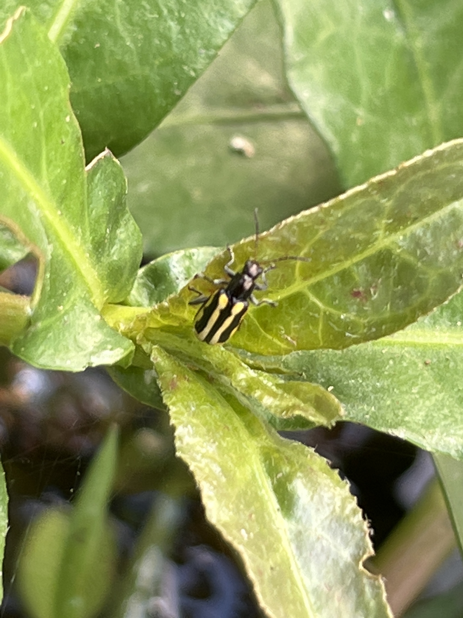 Agasicles Jacoby, 1904