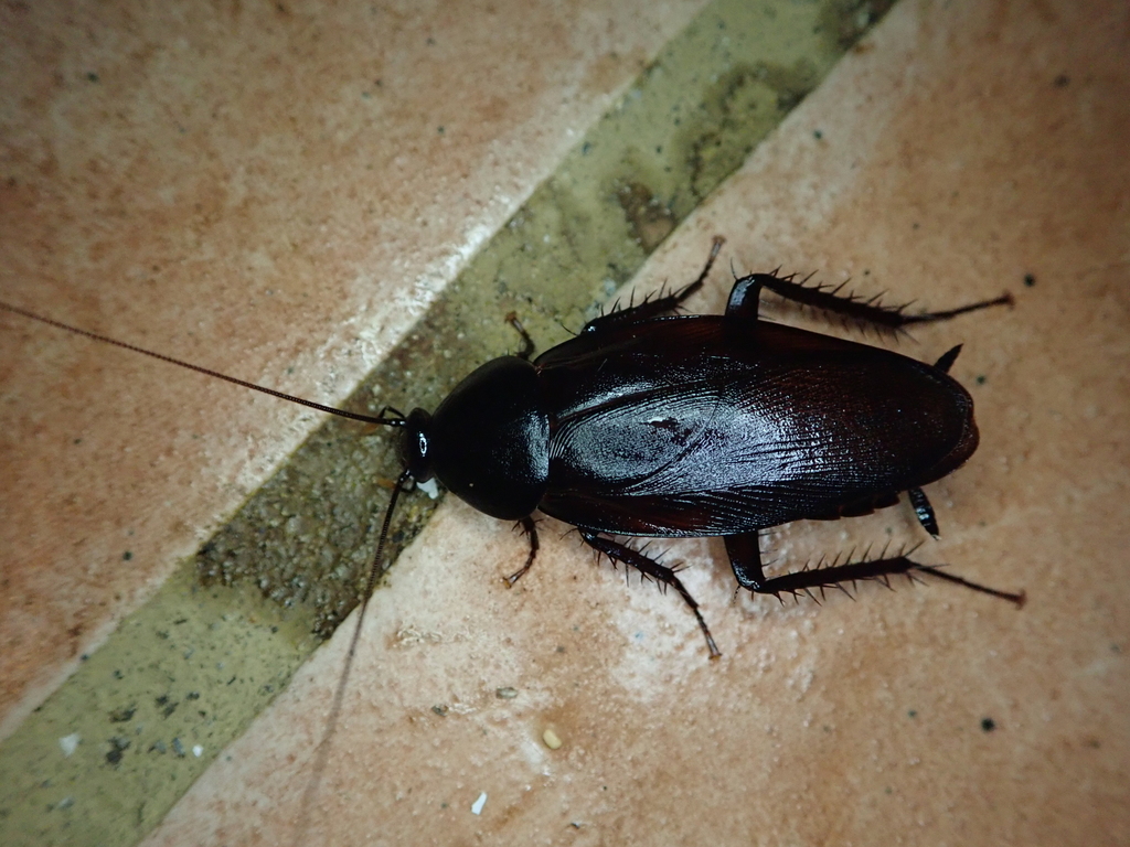 Smoky Brown Cockroach from Mitchells Lane, Norfolk Island on March 22 ...