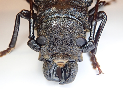 Genus Catypnes · iNaturalist