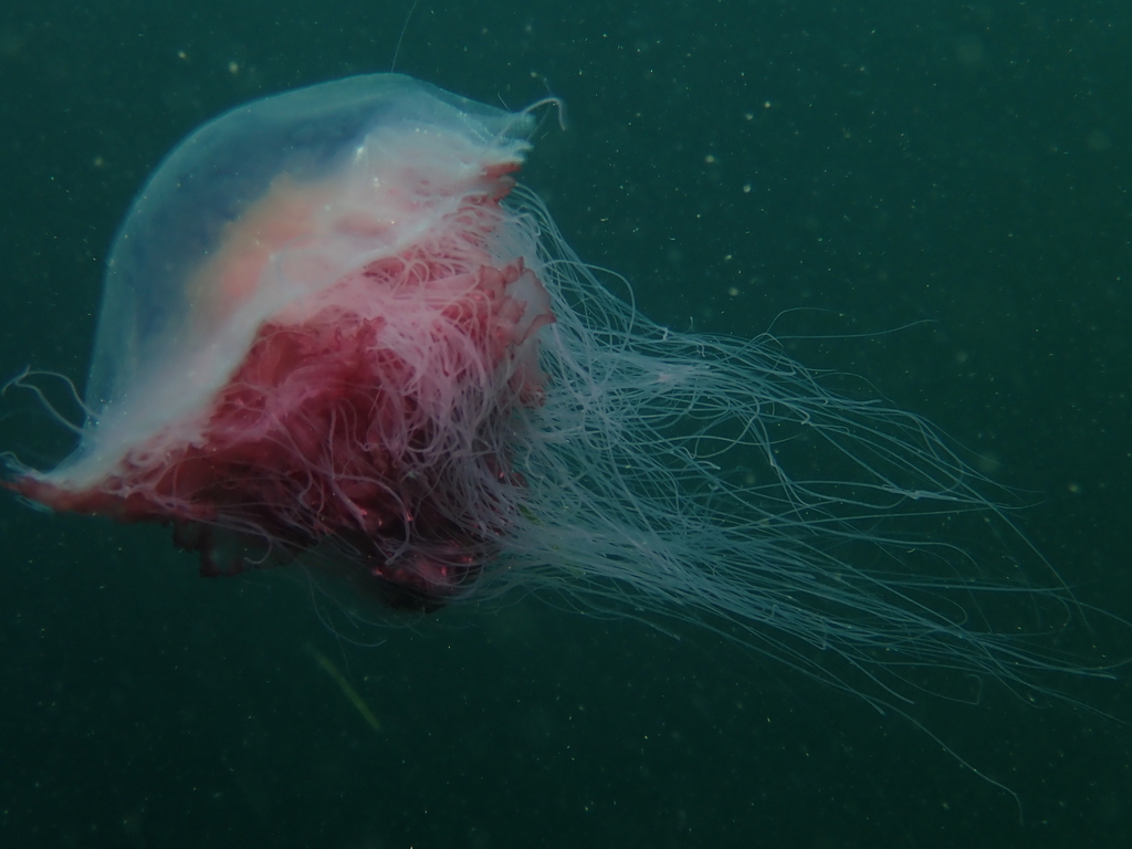 Cyanea rosea from Mornington VIC 3931, Australia on November 27, 2021 ...