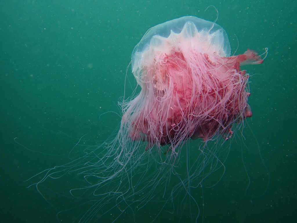 Lion's Mane Jellyfish from Mornington VIC 3931, Australia on November ...