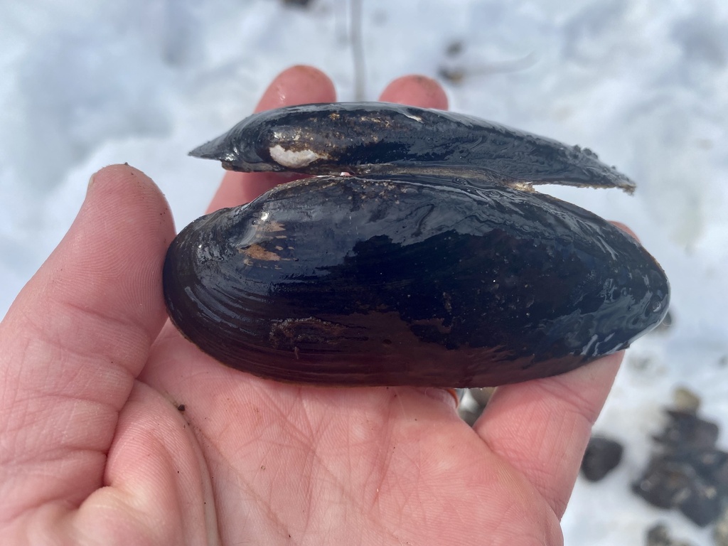 Black Sandshell from Saint Croix River, Marine on Saint Croix, MN, US ...
