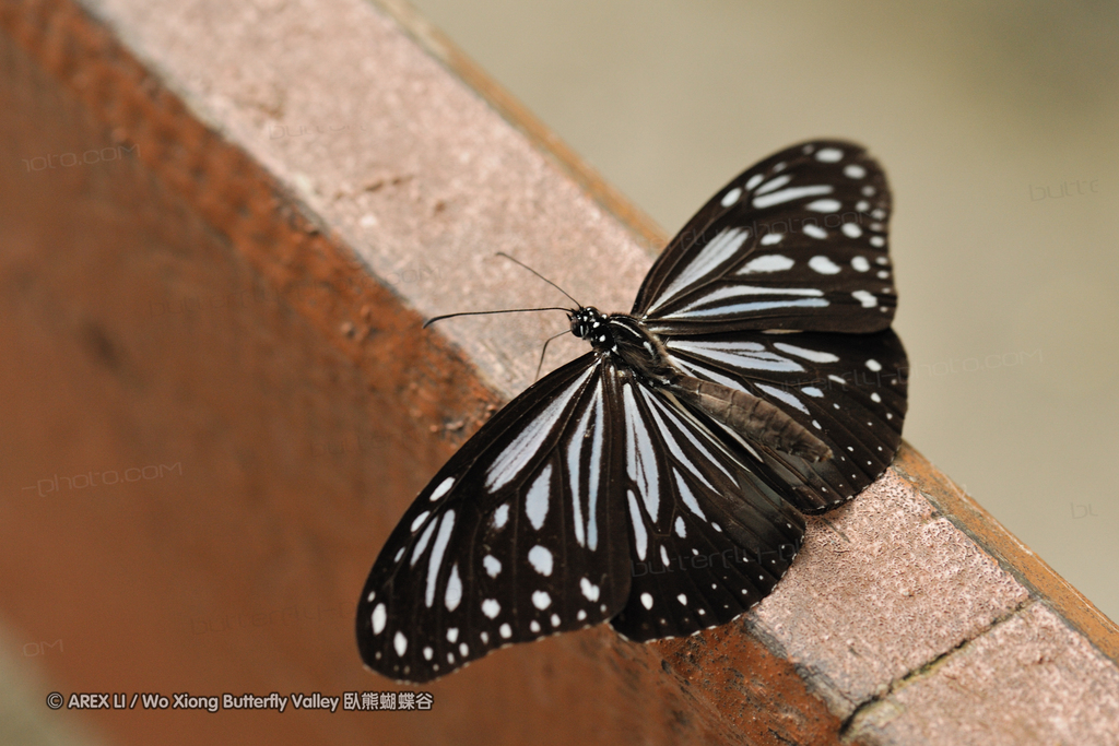 Parantica from Keningau, Sabah, Malaysia on April 05, 2010 at 08:41 AM ...