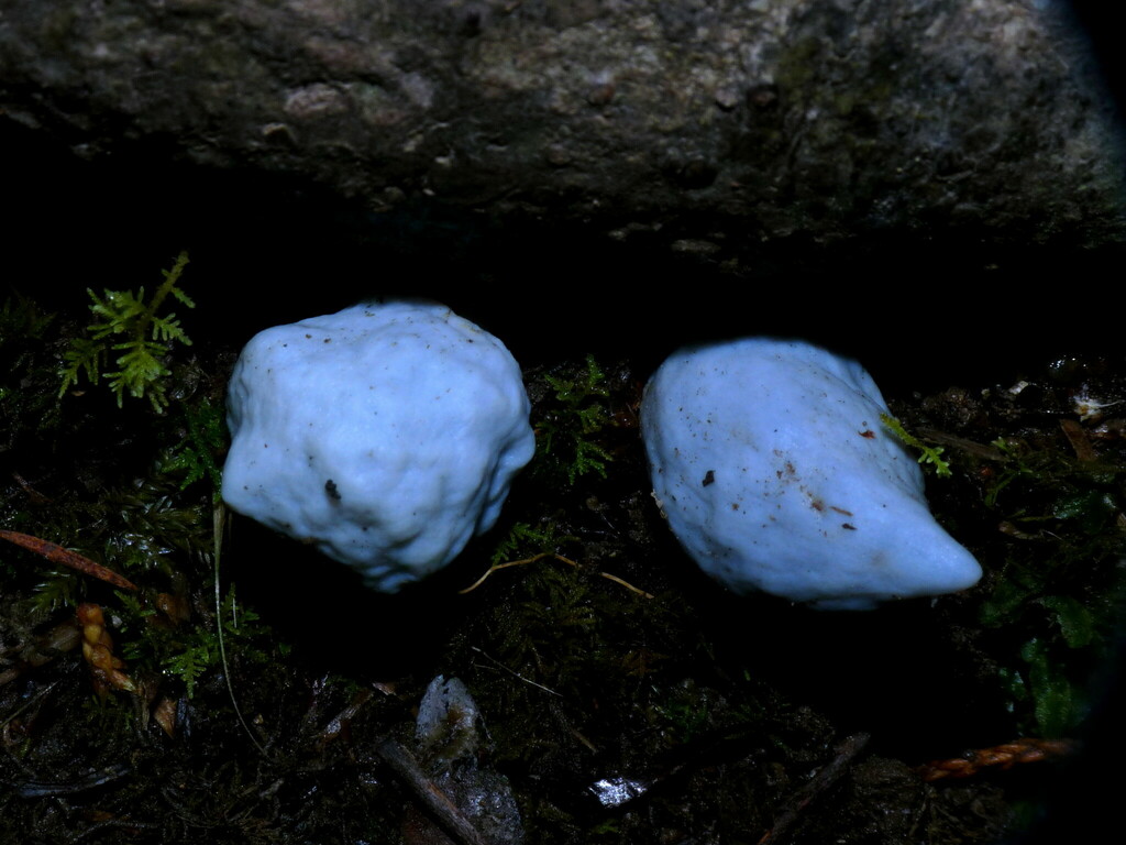 Blue Pouch Fungus from Maitai, Nelson, New Zealand on March 22, 2023 at ...