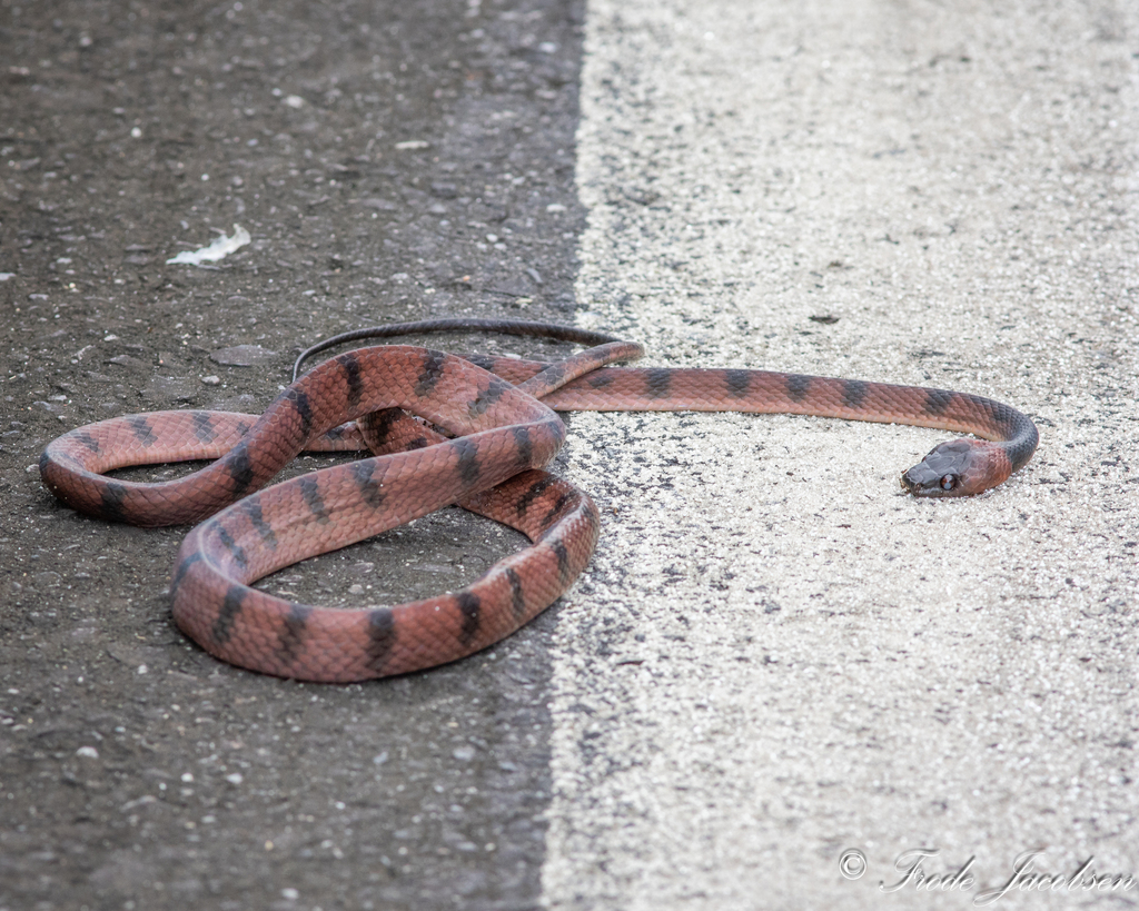 Tropical Flat Snake from Jatun Sacha, Tena, Ecuador on July 21, 2019 at ...