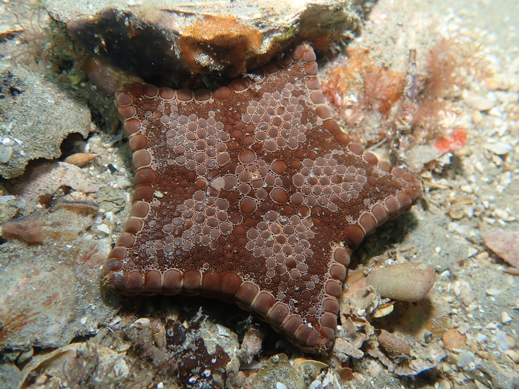 Tosia from 2900 Point Nepean Rd, Blairgowrie VIC 3942, Australia on ...