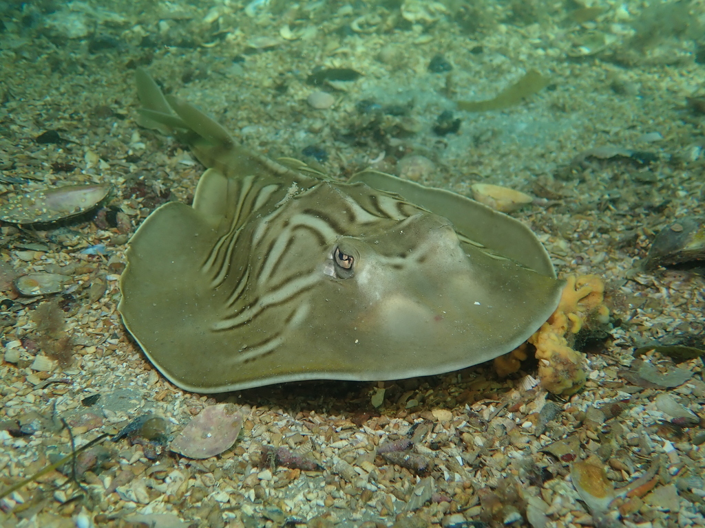 Fiddler Rays from 2900 Point Nepean Rd, Blairgowrie VIC 3942, Australia ...