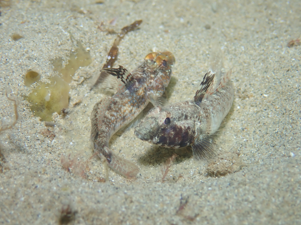 Sailfin Goby from 2900 Point Nepean Rd, Blairgowrie VIC 3942, Australia ...