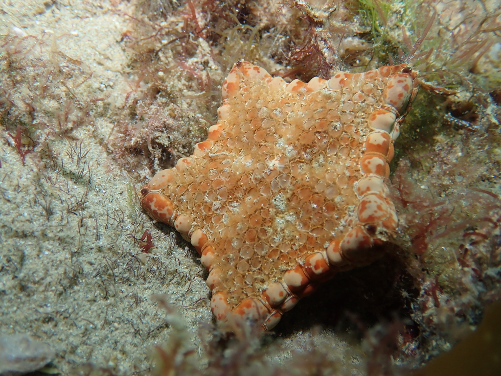 Common Biscuit Star from 2900 Point Nepean Rd, Blairgowrie VIC 3942 ...