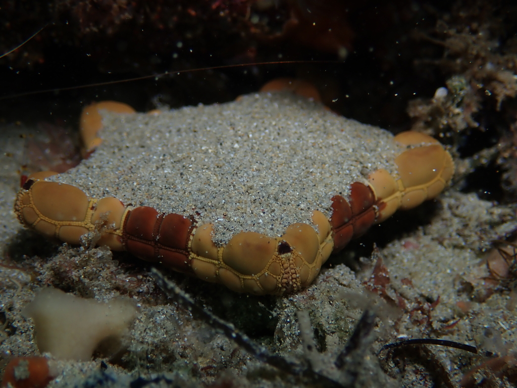 Common Biscuit Star from 2900 Point Nepean Rd, Blairgowrie VIC 3942 ...