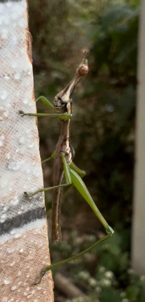 Stiphra gibbosa from Brejo Luiza de Brito, Novo Horizonte - BA, 46730 ...