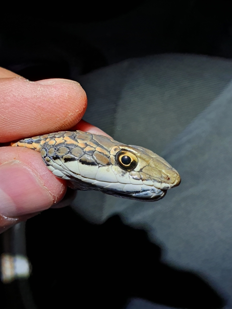 Cape Sand Snake in March 2023 by Courtney Hundermark. 110 km southerly ...