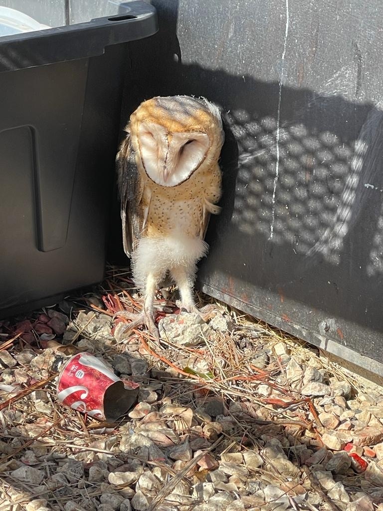 Barn Owl from Puerto Rico, Juana Díaz, Puerto Rico, US on February 23 ...