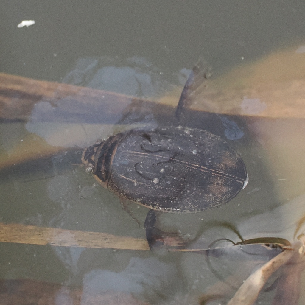 Lesser Diving-beetle from Wabe-Schunter-Beberbach, Brunswick, Germany ...