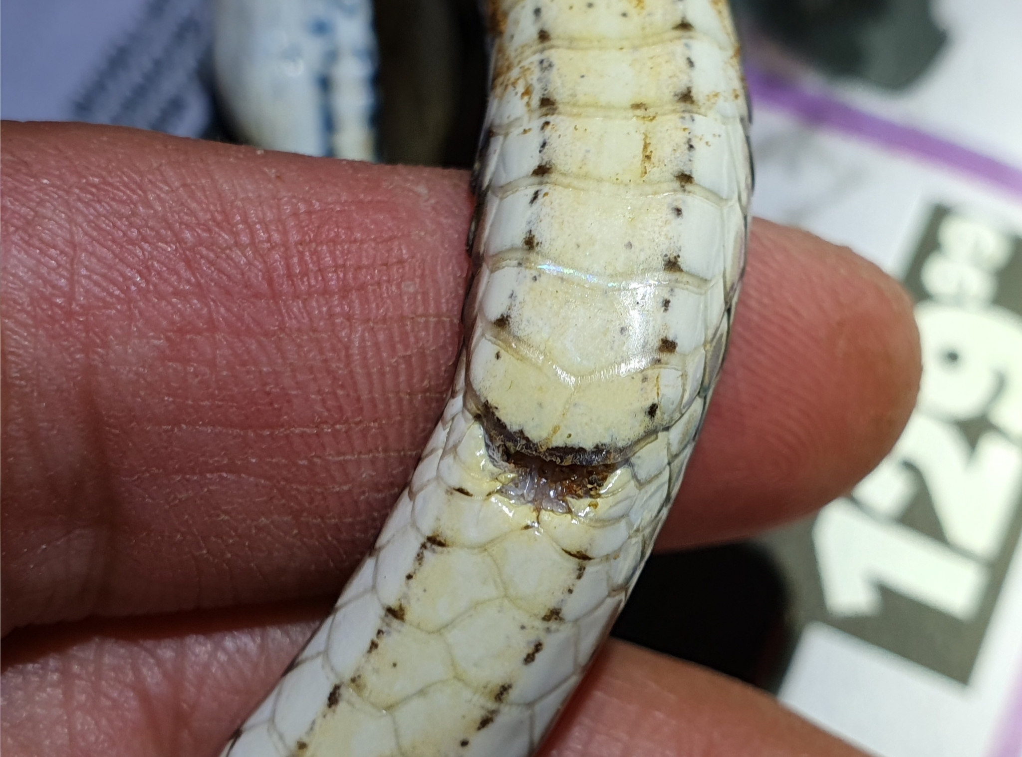 Psammophis leightoni Boulenger, 1902