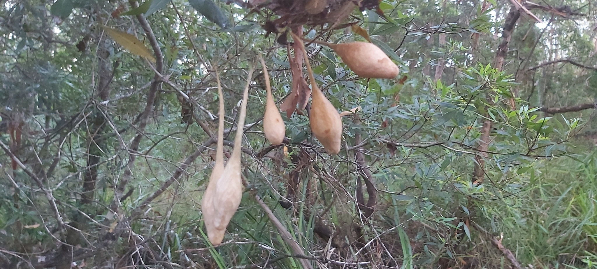 Ordgarius magnificus (Rainbow, 1897)