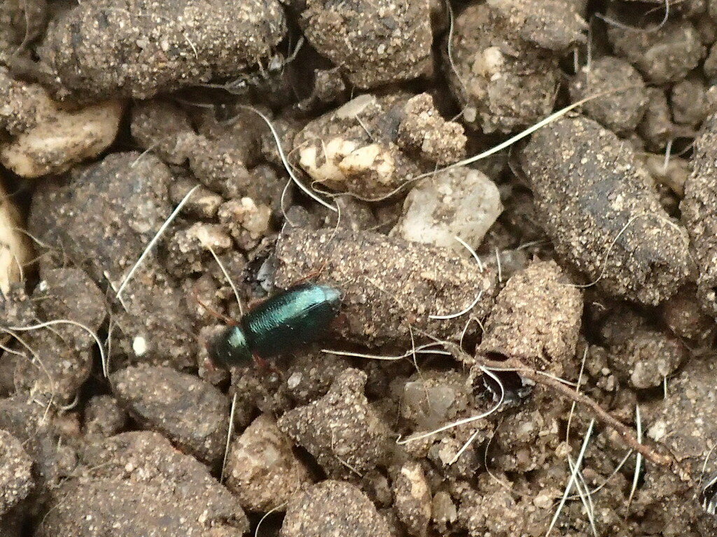 Red-legged Ham Beetle from Bells Beach VIC 3228, Australia on March 23 ...