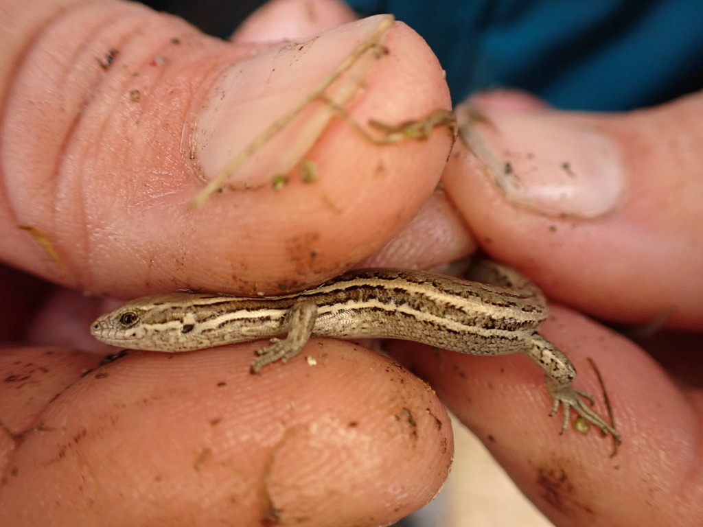 New Zealand skinks from Lake Hāwea 9382, New Zealand on March 20, 2023 ...