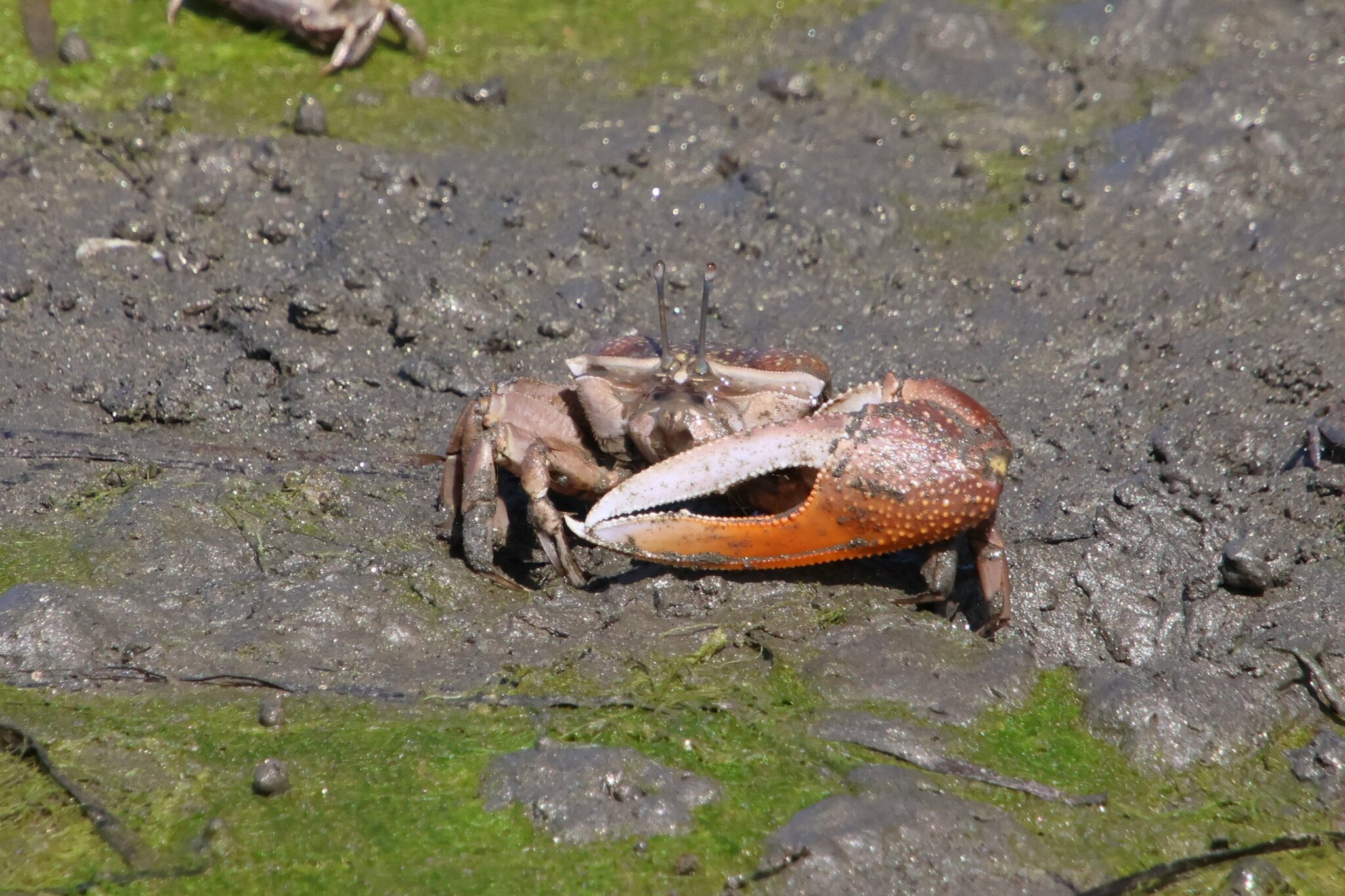 Uca princeps (Smith, 1870)