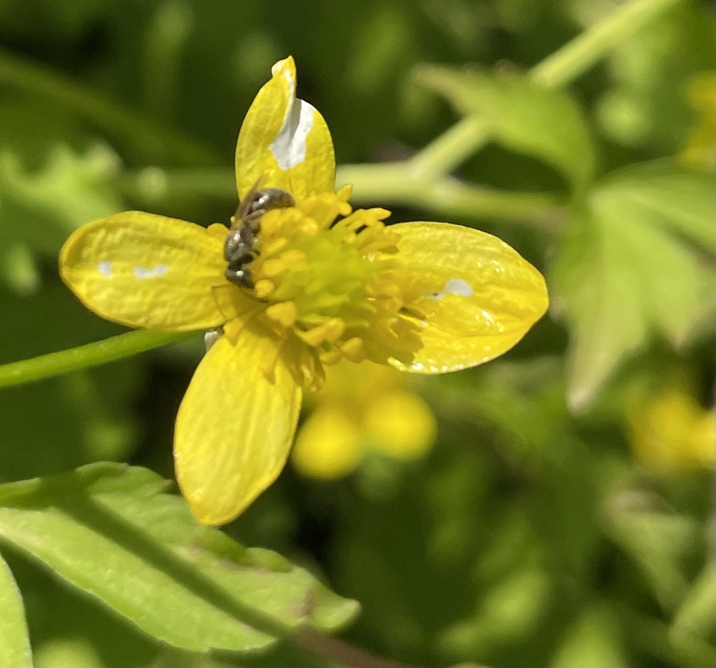 Metallic Sweat Bees from George Perry St, Starkville, MS, US on March ...