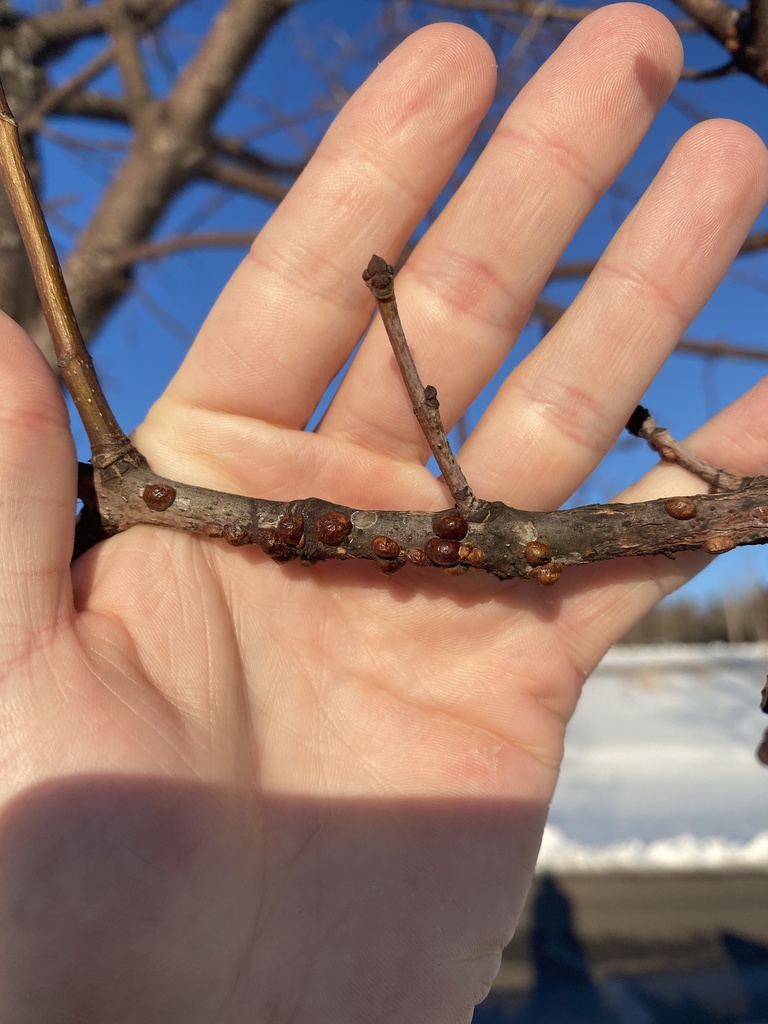 European Fruit Scale from Lighthouse Point Rd, Two Harbors, MN, US on ...