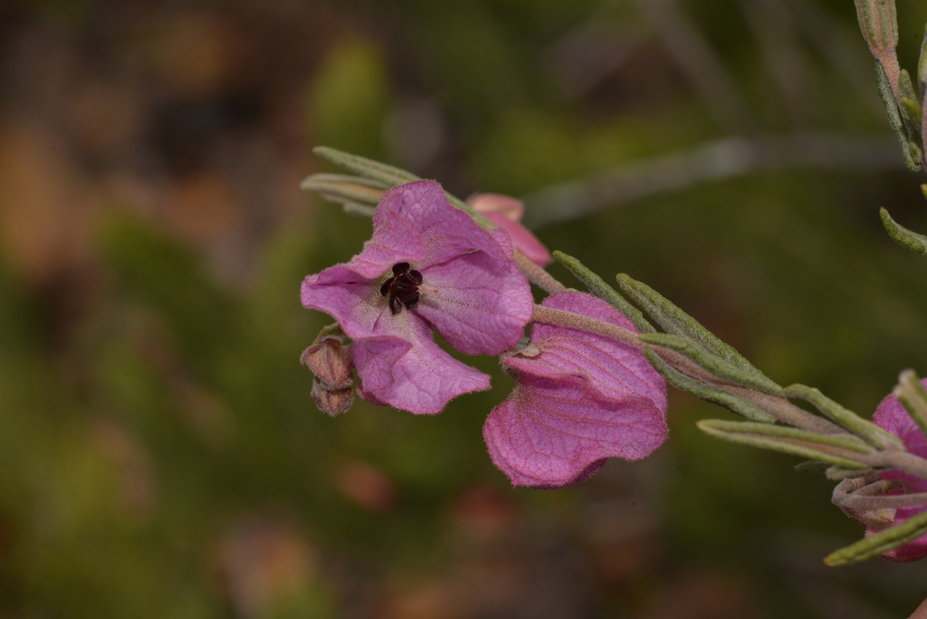 Guichenotia from Hill River WA 6521, Australia on July 24, 2022 at 01: ...