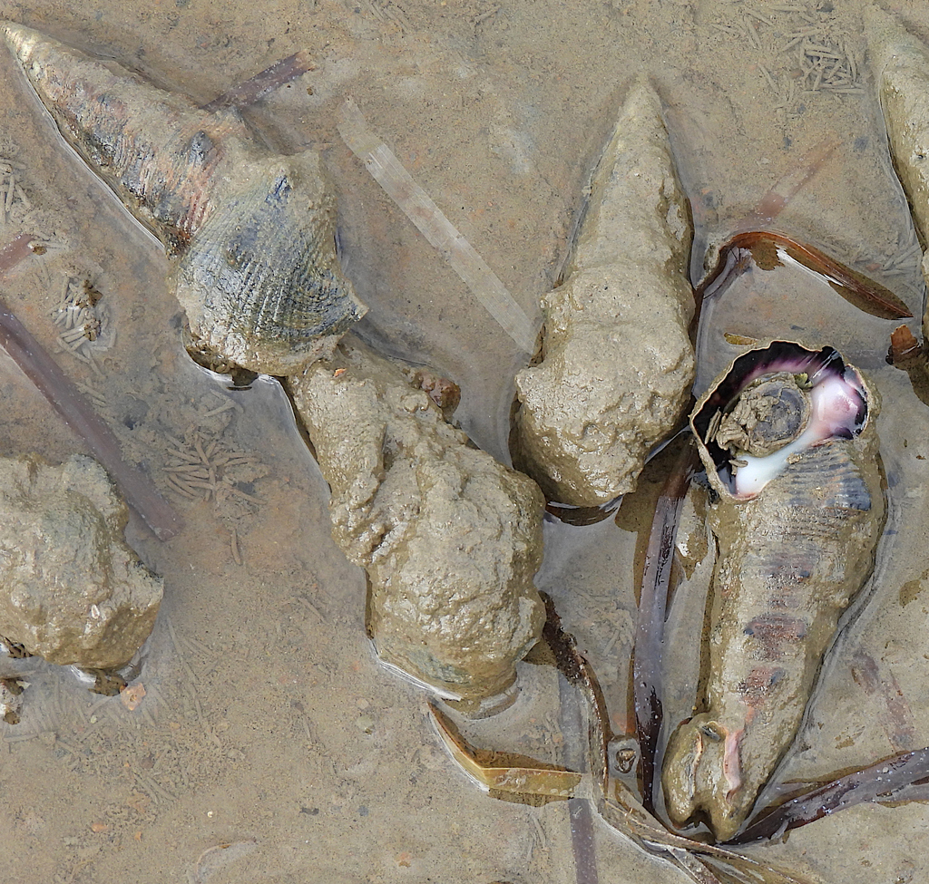 Hercules Club Mud Whelk from Queens Esplanade, Thorneside QLD ...