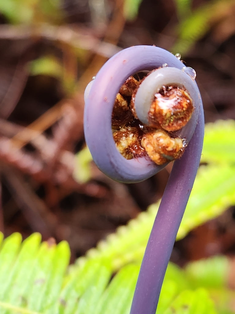 false staghorn fern from Volcano, HI 96785, USA on March 23, 2023 at 01 ...