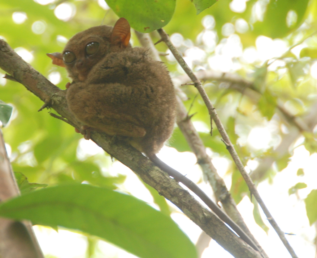 Philippine Tarsier in January 2010 by Damon Tighe. There are lots of ...