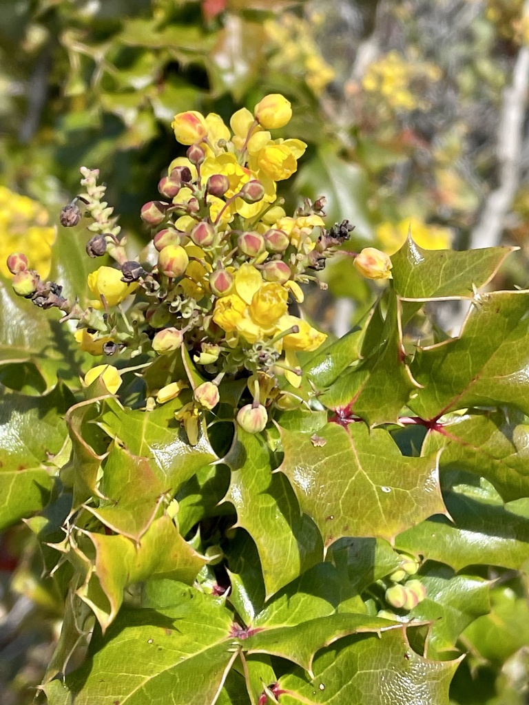 California barberry from Salinas, CA, US on March 23, 2023 at 12:43 PM ...