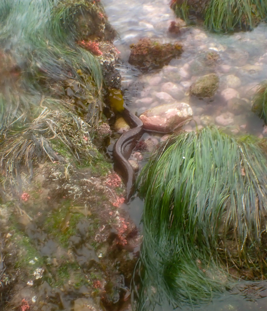 California Moray from False Point on March 19, 2023 at 02:44 PM by Nat ...