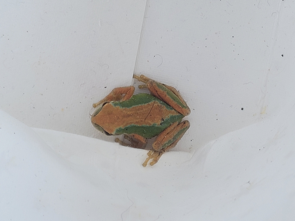 Northern Pacific Tree Frog from Humboldt Hill, CA 95503, USA on March ...