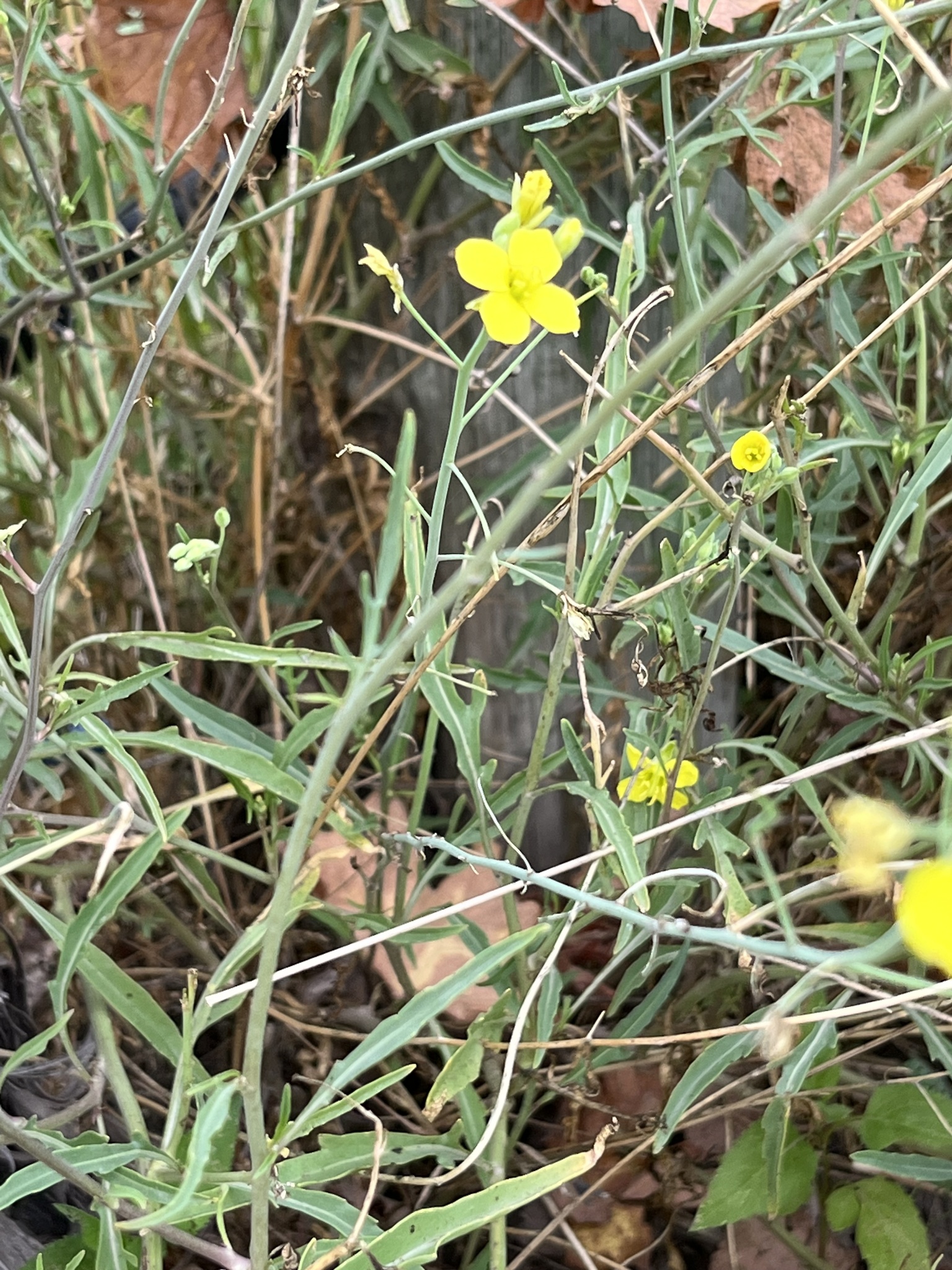 Diplotaxis tenuifolia (L.) DC.
