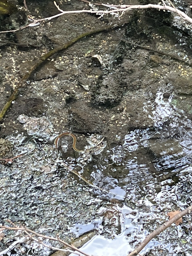 Western Ribbon Snake from Colorado Bend State Park, Cherokee, TX, US on ...