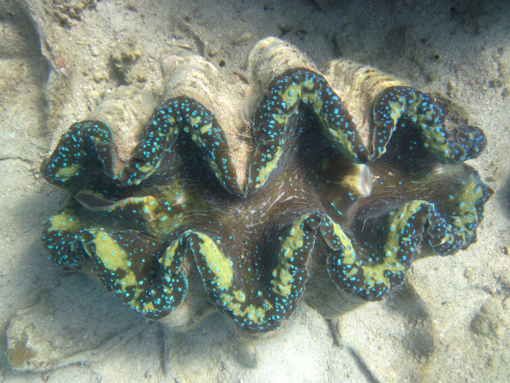 Gigas Giant Clam in February 2010 by Damon Tighe · iNaturalist
