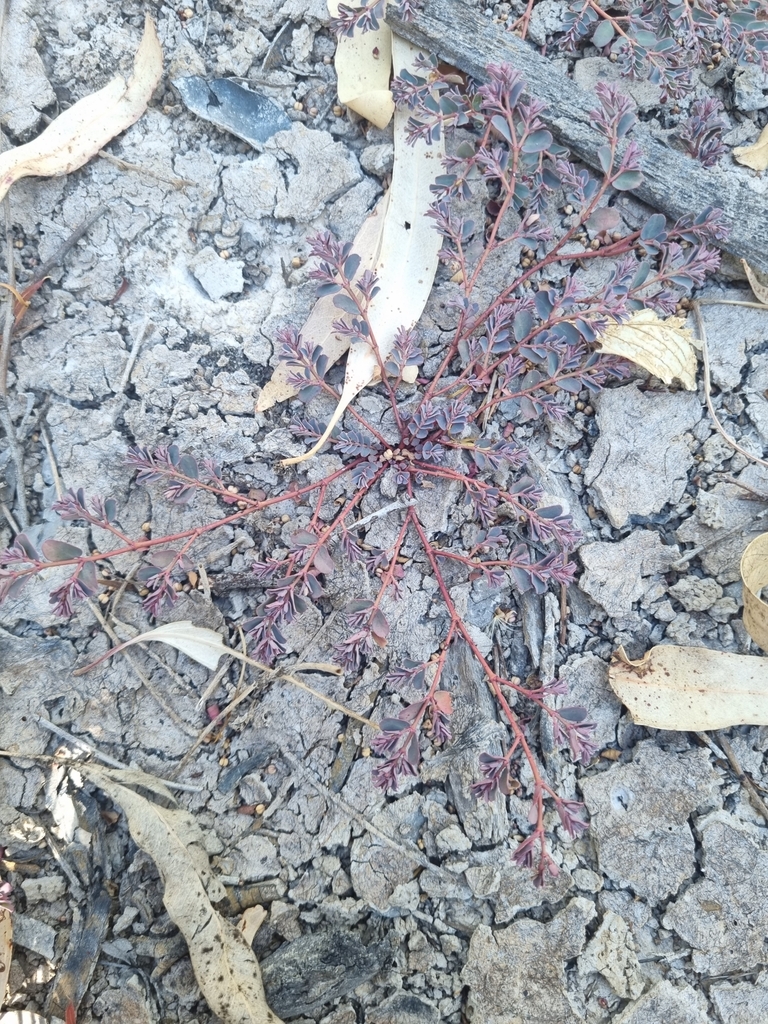 spurges from Gannawarra, AU-VI, AU on March 23, 2023 at 11:18 AM by ...