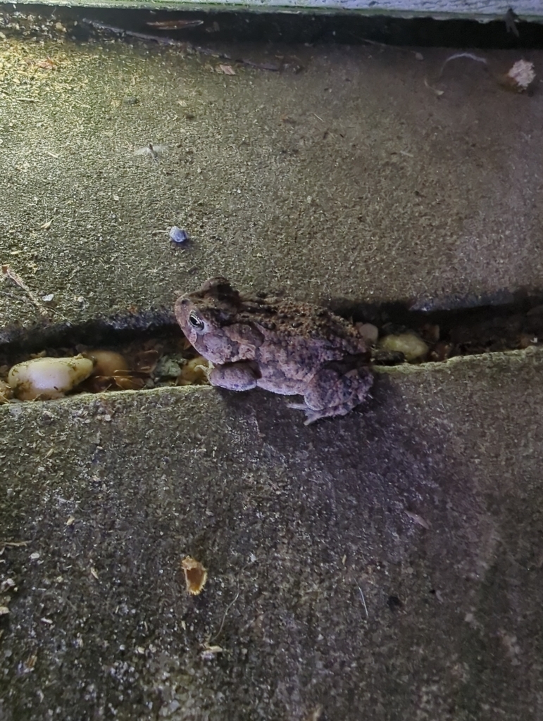 Southern Toad from Clarkton, NC 28433, USA on March 23, 2023 at 08:47 ...