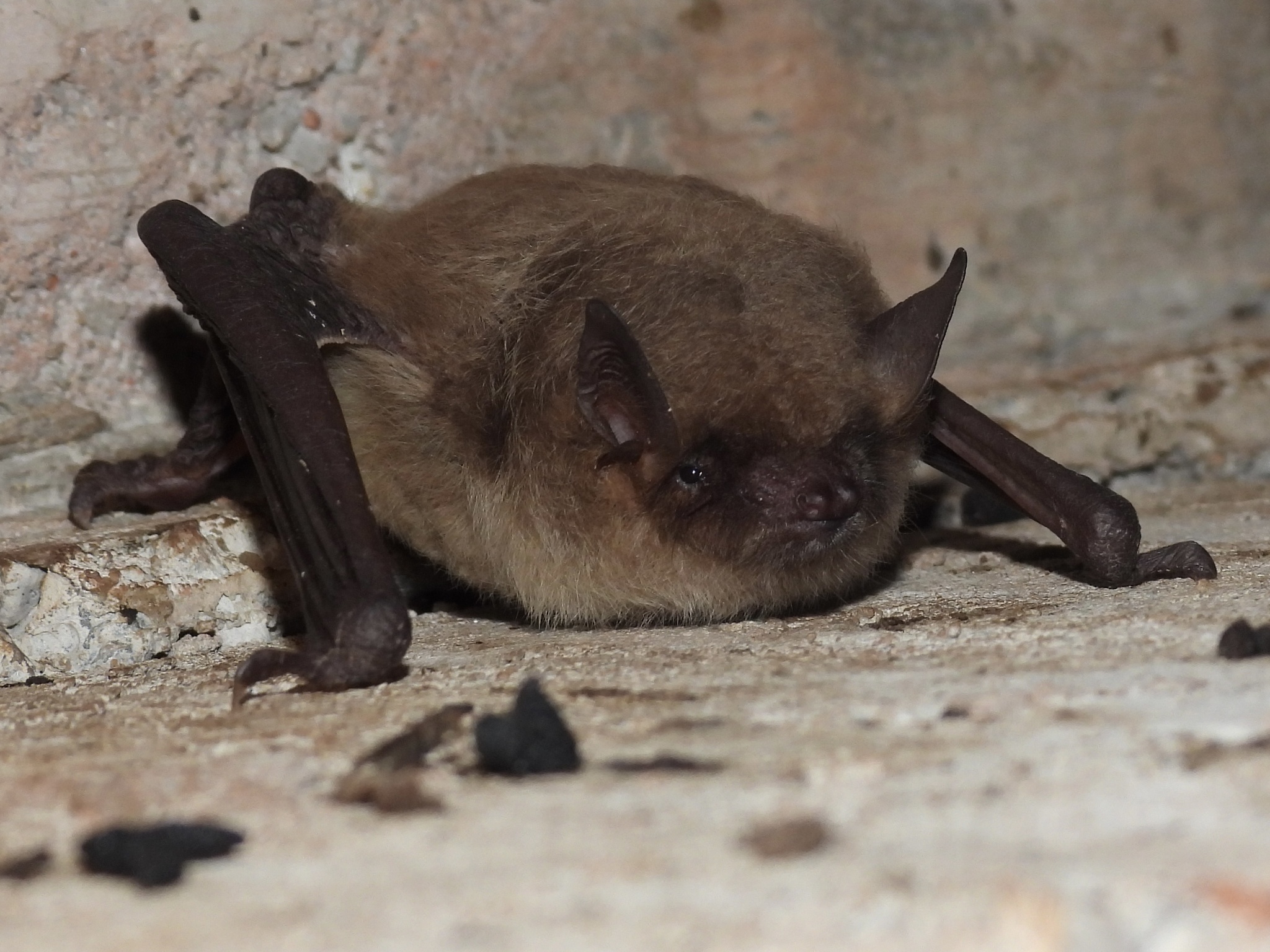 Myotis velifer (J.A.Allen, 1890)