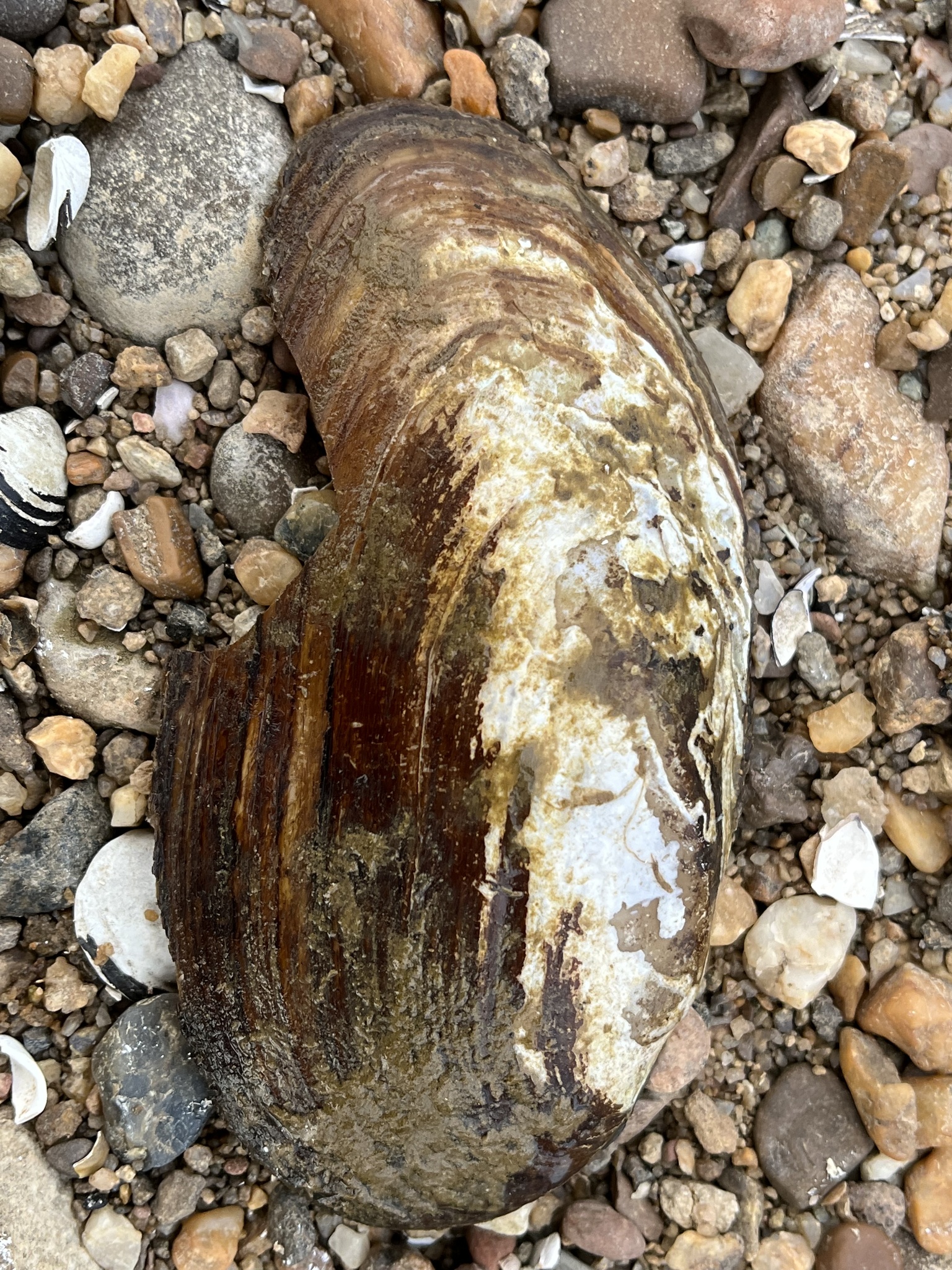 Elliptio complanata (Lightfoot), 1786