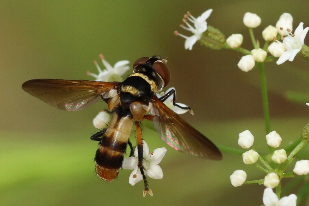 Flies from Sydney NSW, Australia on February 26, 2023 at 03:50 PM by ...