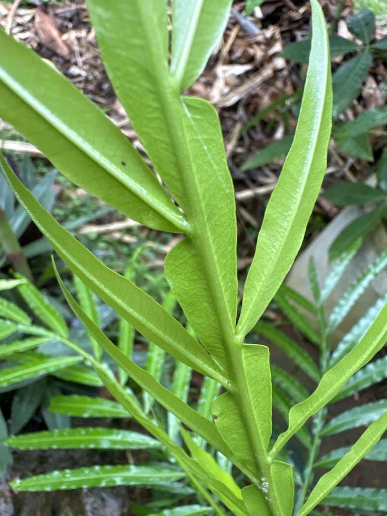 fern tree (Filicium decipiens) - Botanical Realm