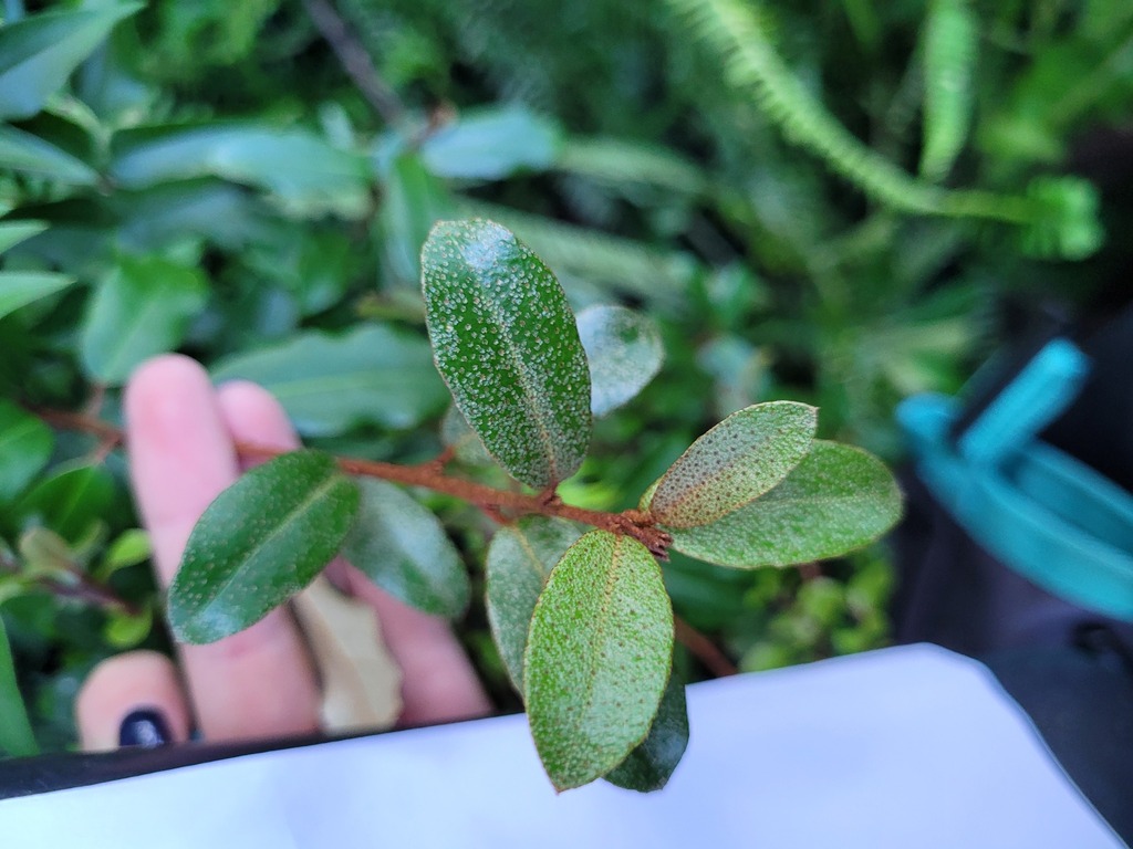 Elaeagnus reflexa from New Lynn, Auckland, New Zealand on March 15 ...